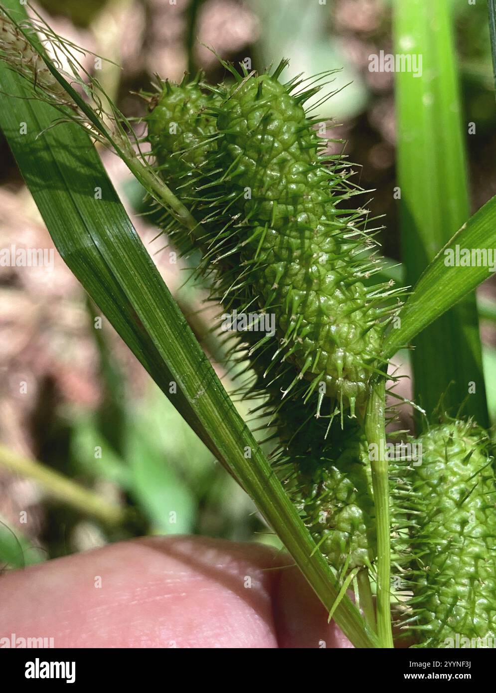 Frankii hi-res stock photography and images - Alamy