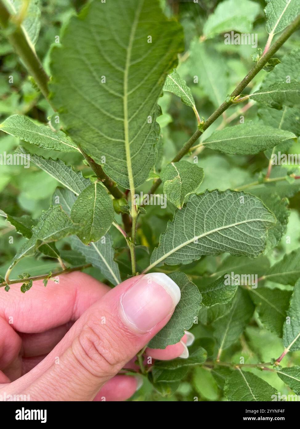 Eared Willow (Salix aurita Stock Photo - Alamy
