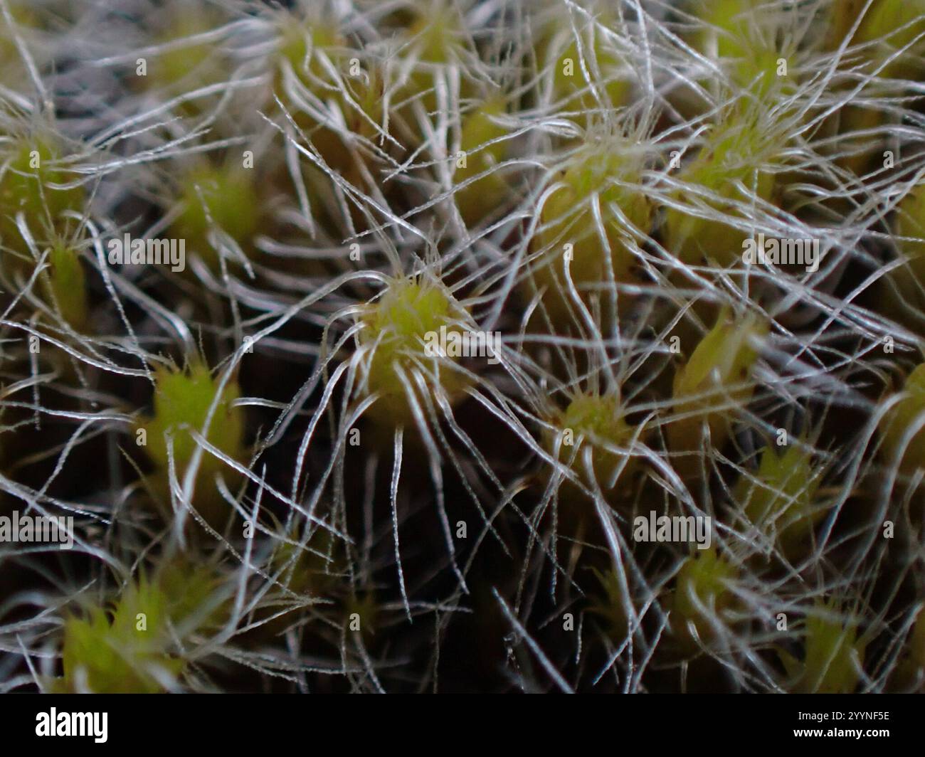 Heath Star-moss (Campylopus introflexus Stock Photo - Alamy