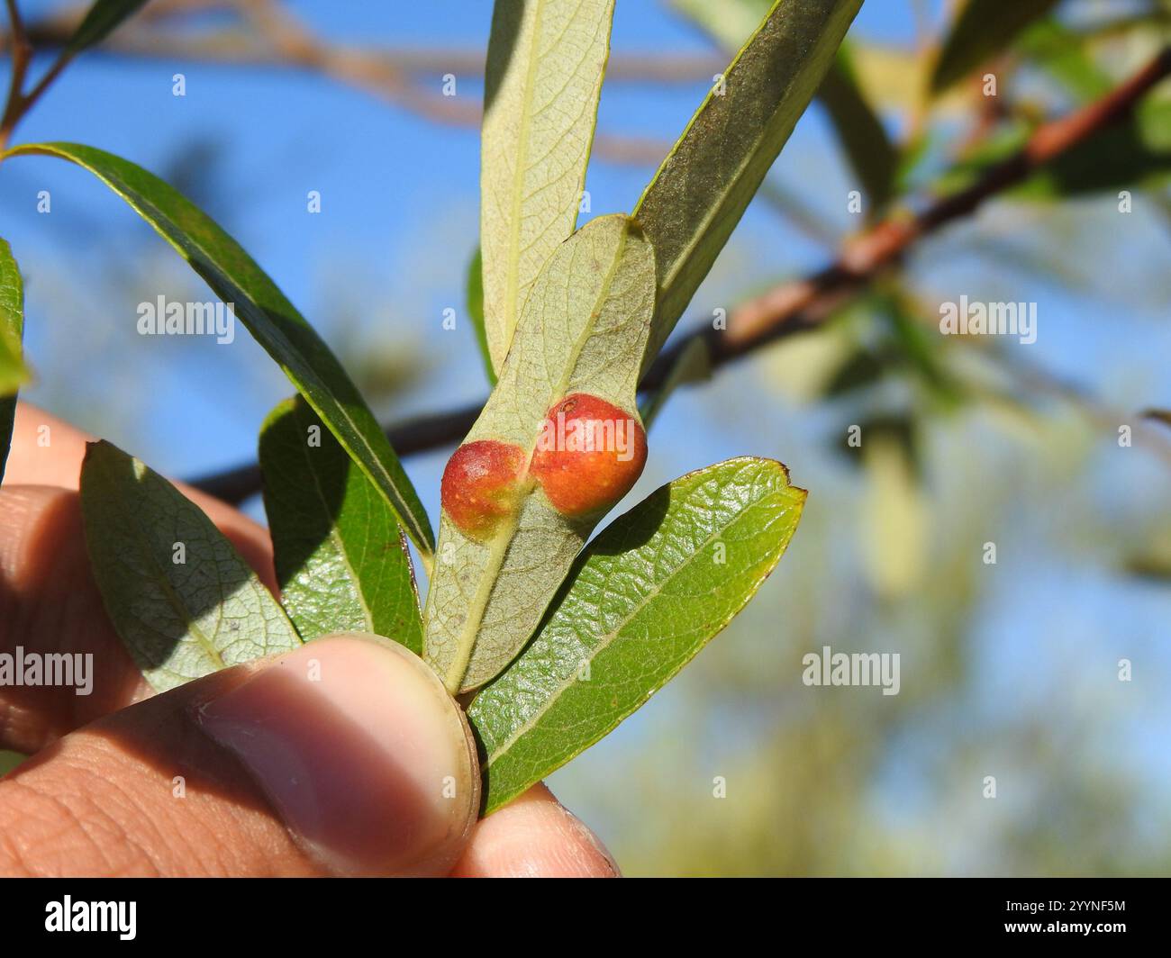 Willow Apple Gall Sawfly (Euura californica Stock Photo - Alamy
