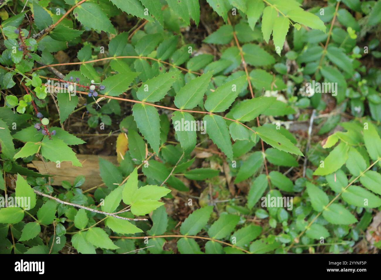 Cascade Oregon-grape (Berberis nervosa Stock Photo - Alamy