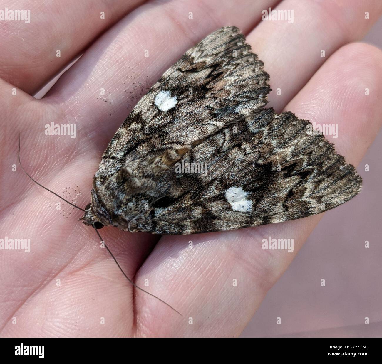 Ilia Underwing (Catocala ilia Stock Photo - Alamy