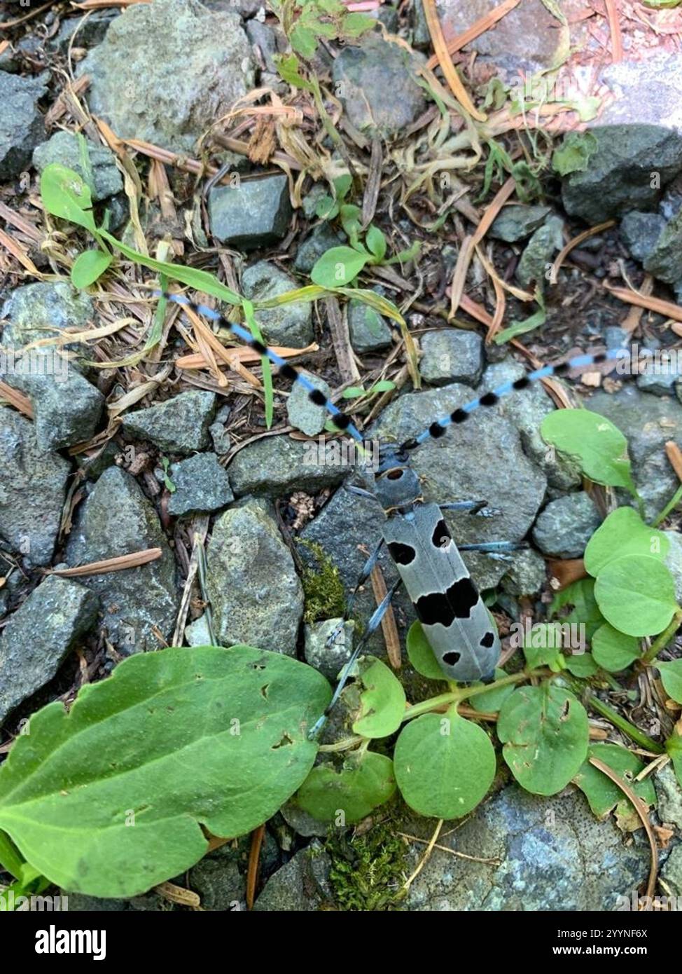 Alpine longhorn Rosalia (Rosalia alpina Stock Photo - Alamy