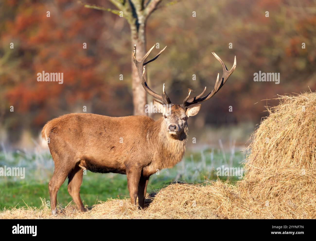 Red deer stag eating hay from haystack in autumn, UK Stock Photo - Alamy