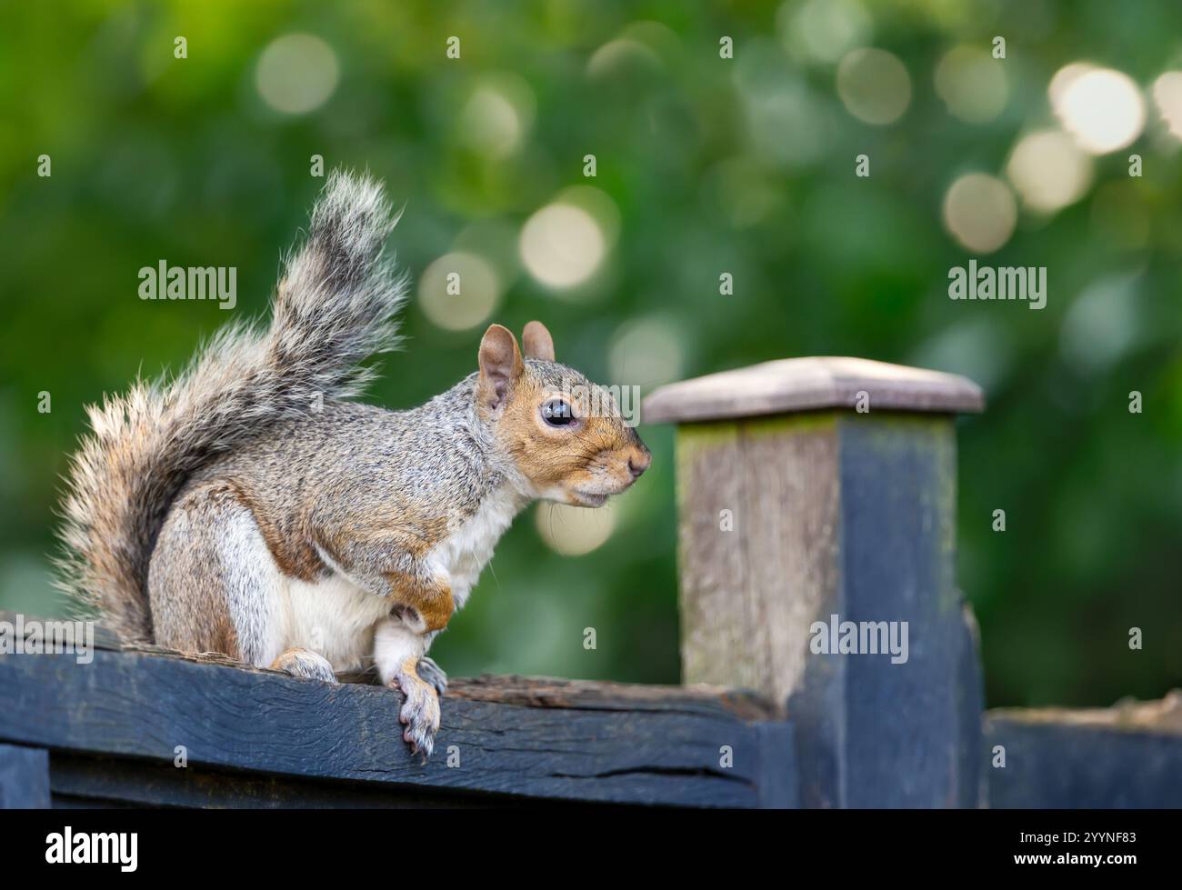 Portrait of a curious grey squirrel standing on a garden fence, UK ...