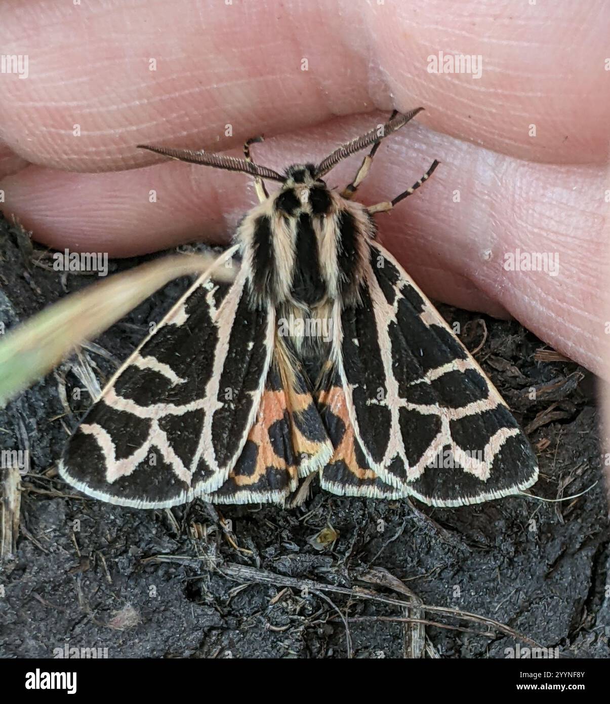 Nevada Tiger Moth (Apantesis nevadensis Stock Photo - Alamy