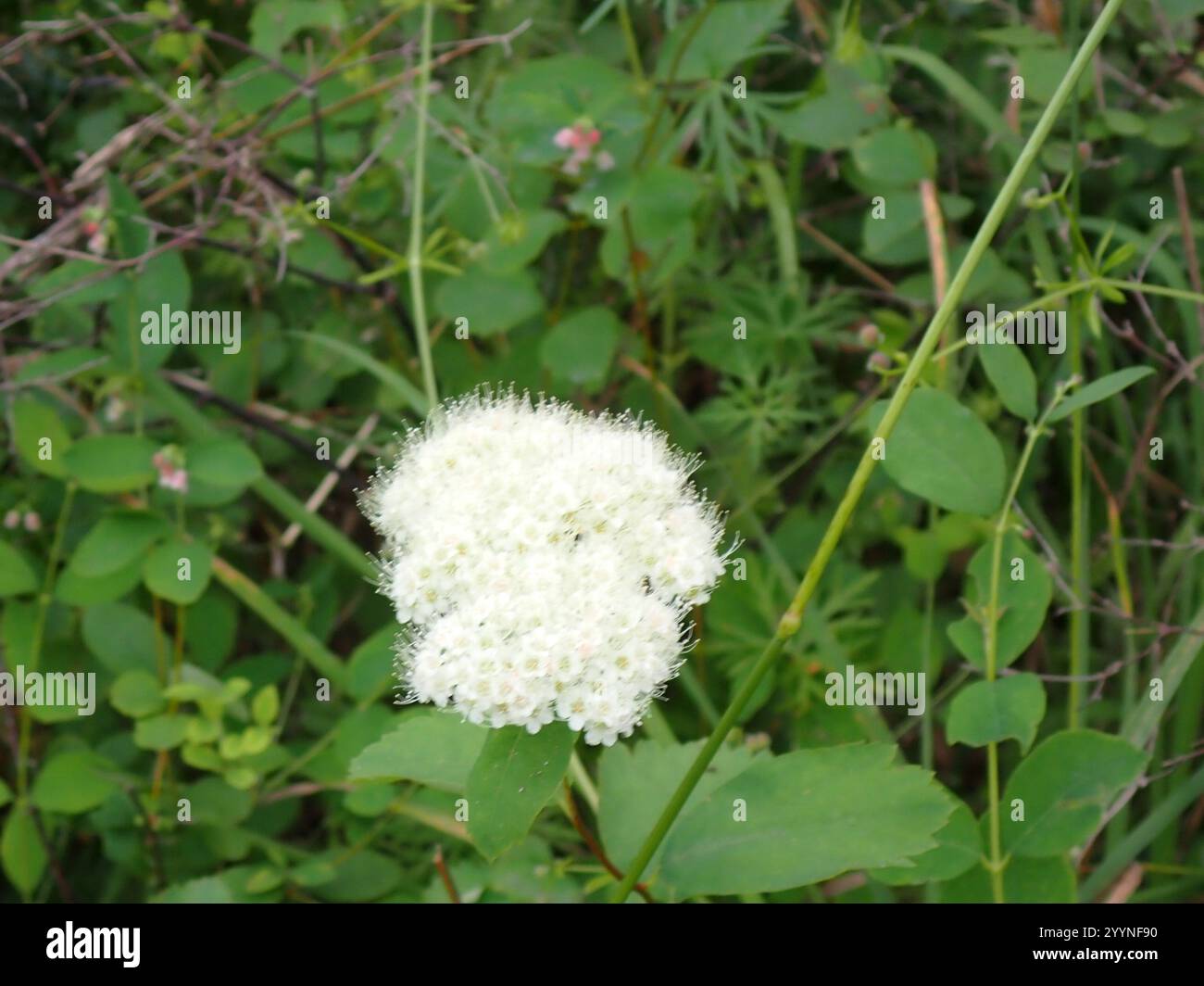 Shinyleaf Meadowsweet (Spiraea lucida Stock Photo - Alamy