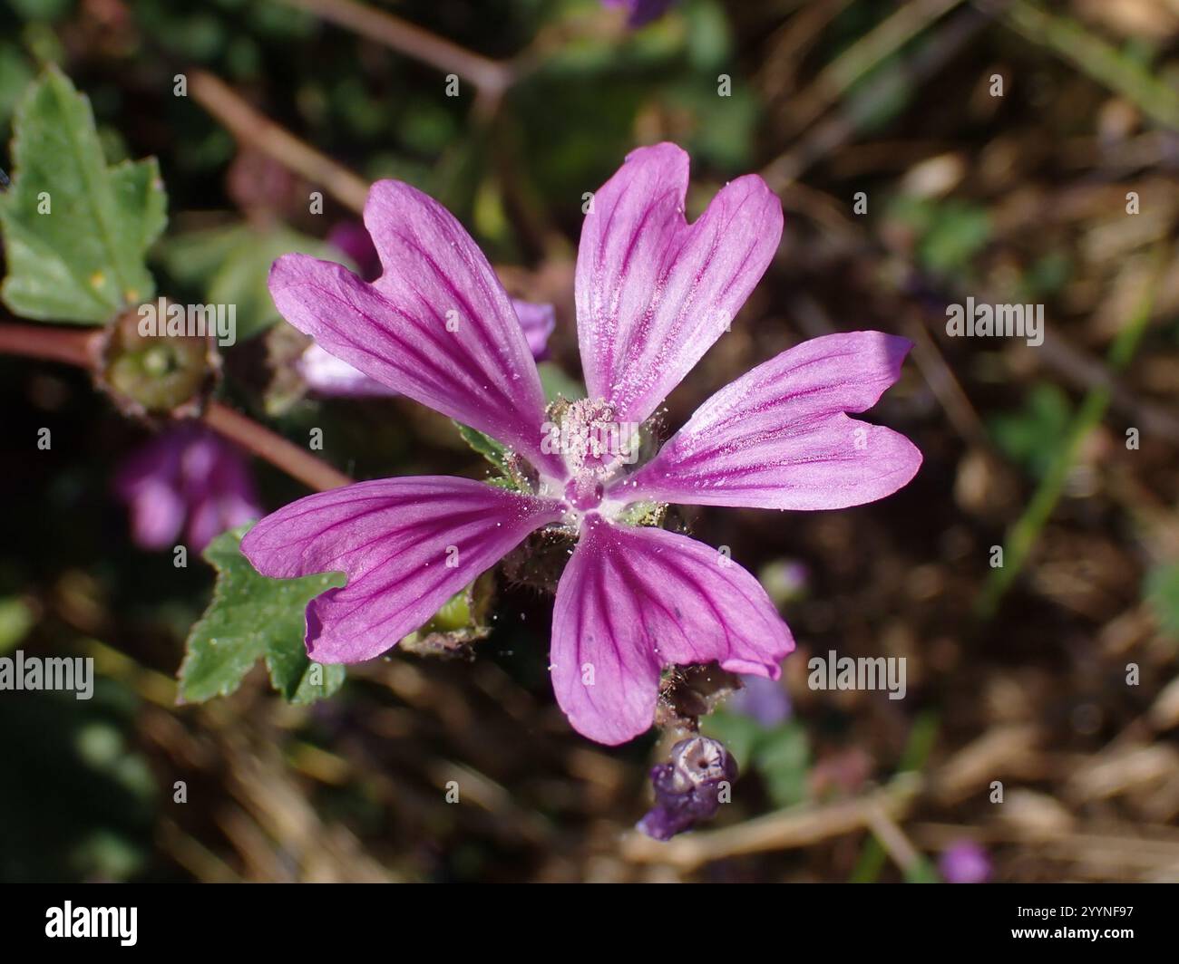 Common Mallow (Malva sylvestris Stock Photo - Alamy