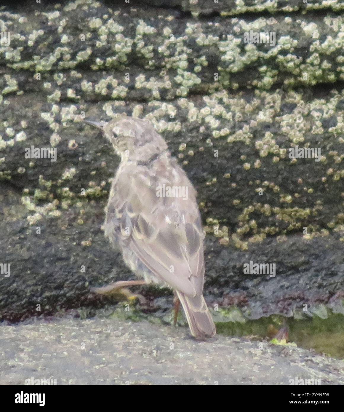 Rock Pipit (Anthus petrosus Stock Photo - Alamy