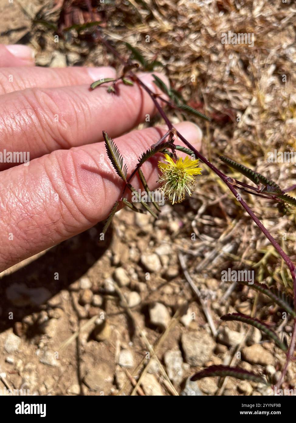 Tropical puff (Neptunia pubescens Stock Photo - Alamy