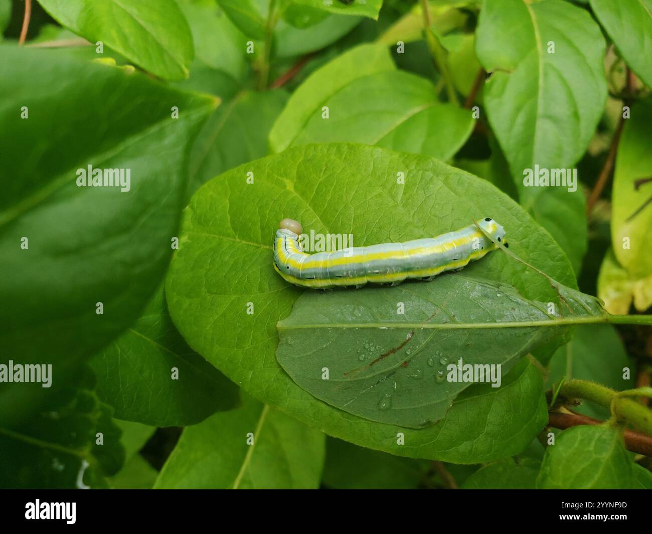 Black-spotted Prominent (Dasylophia anguina Stock Photo - Alamy