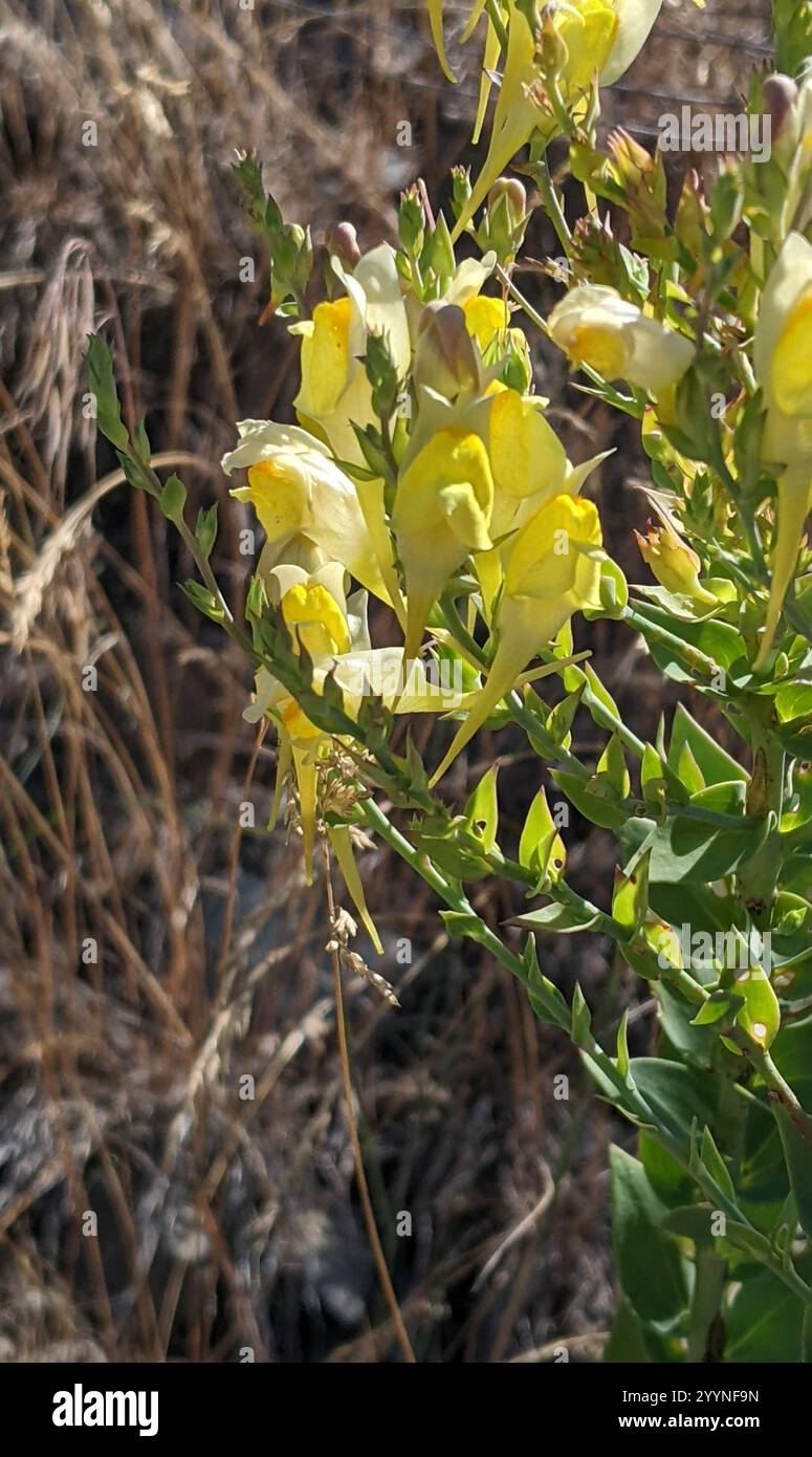 Balkan toadflax (Linaria dalmatica Stock Photo - Alamy