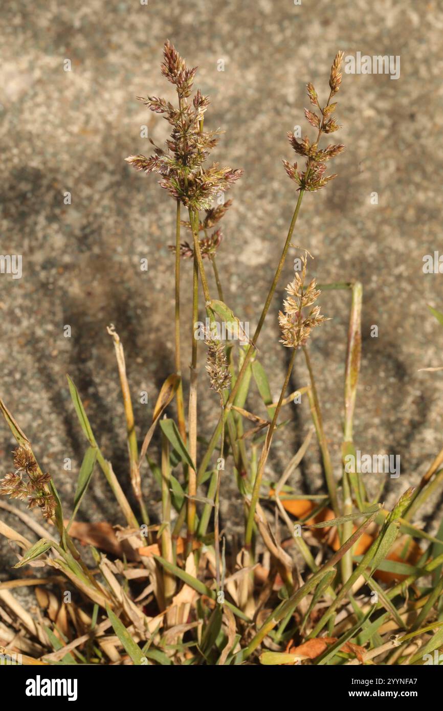 water beard grass (Polypogon viridis Stock Photo - Alamy