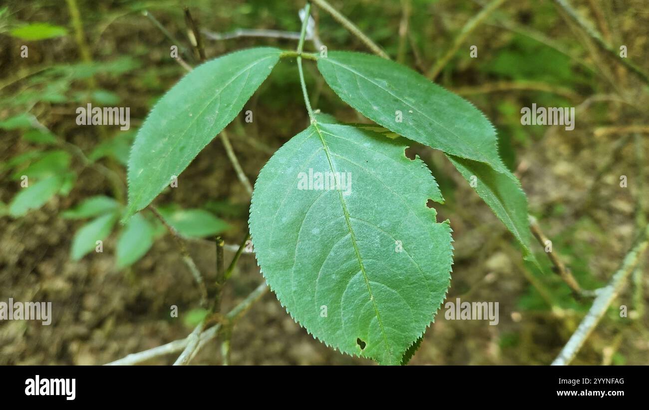 American bladdernut (Staphylea trifolia Stock Photo - Alamy