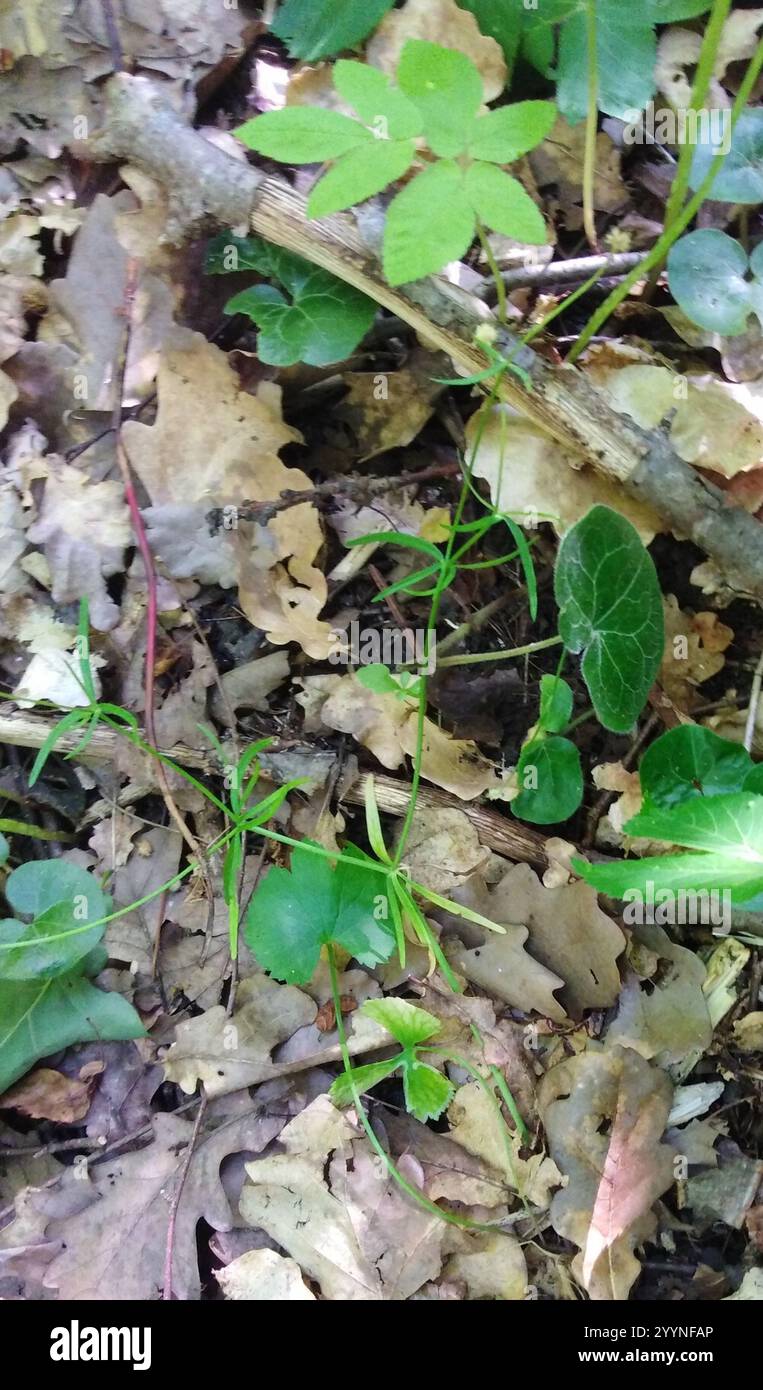 Goldilocks Buttercup (Ranunculus auricomus Stock Photo - Alamy