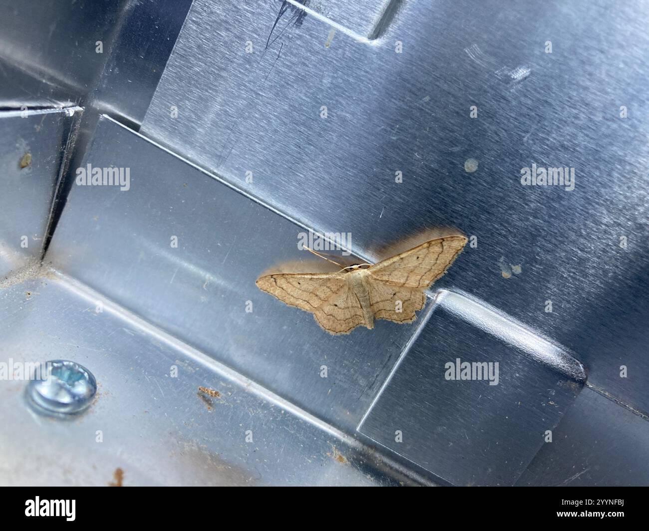 Riband Wave (Idaea aversata Stock Photo - Alamy