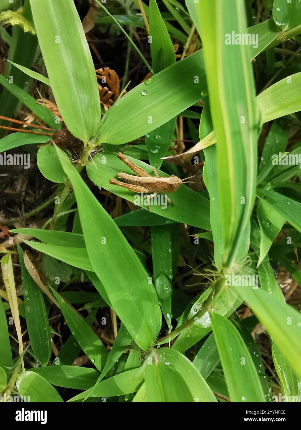 Gomphocerippus hi-res stock photography and images - Alamy