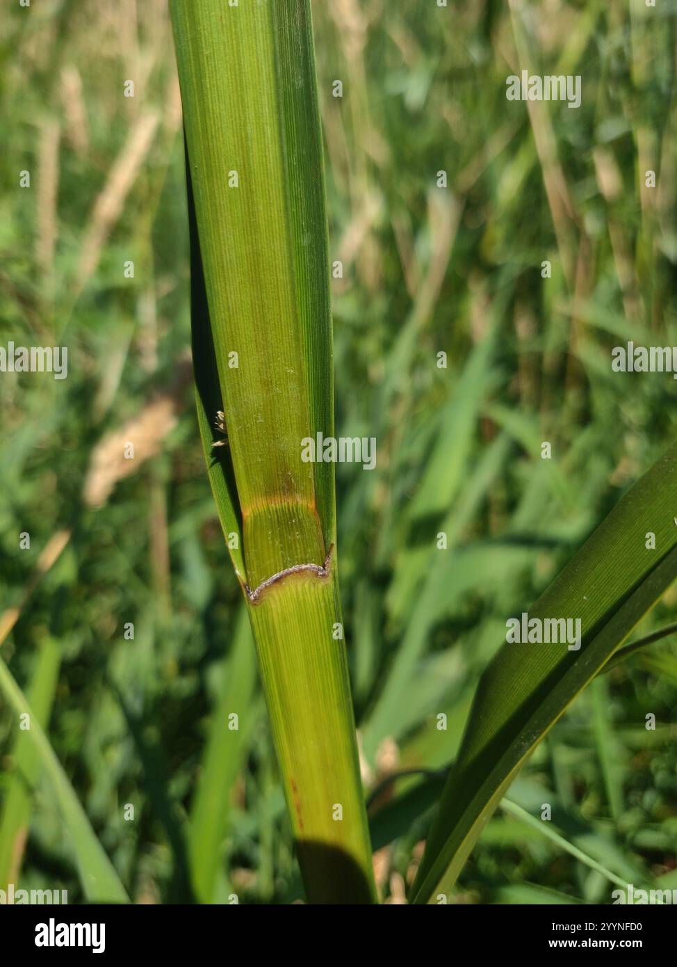 river bulrush (Bolboschoenus fluviatilis Stock Photo - Alamy
