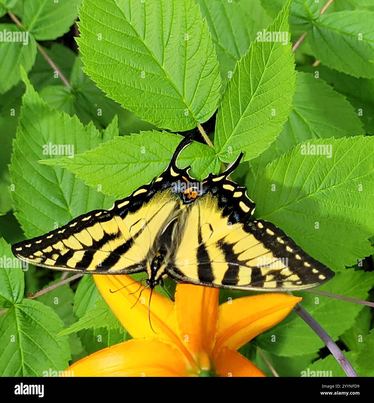 Canadian Tiger Swallowtail (Papilio canadensis Stock Photo - Alamy