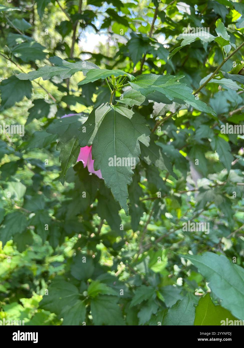 common hibiscus (Hibiscus syriacus Stock Photo - Alamy