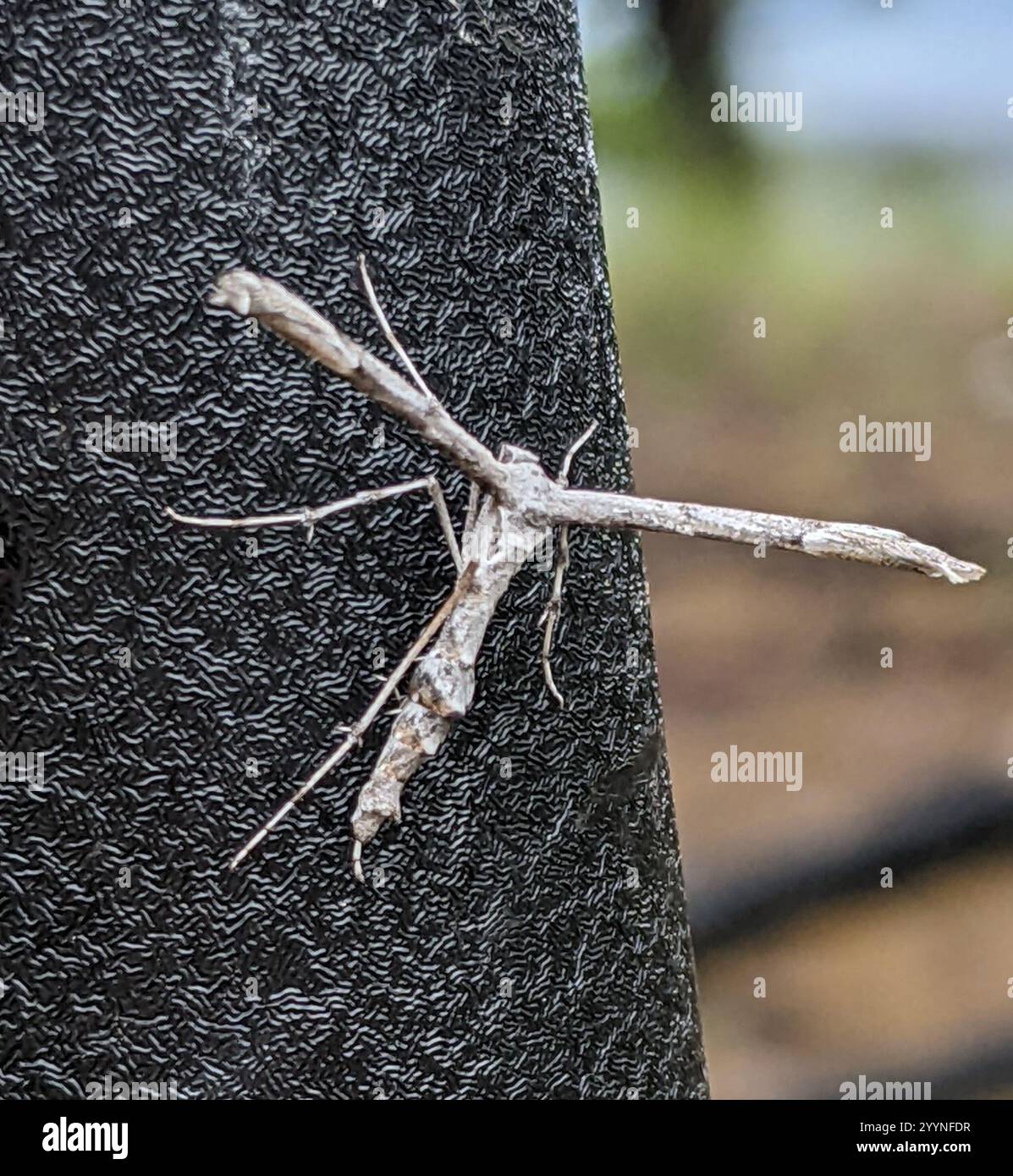 Plume Moths (Pterophoridae Stock Photo - Alamy