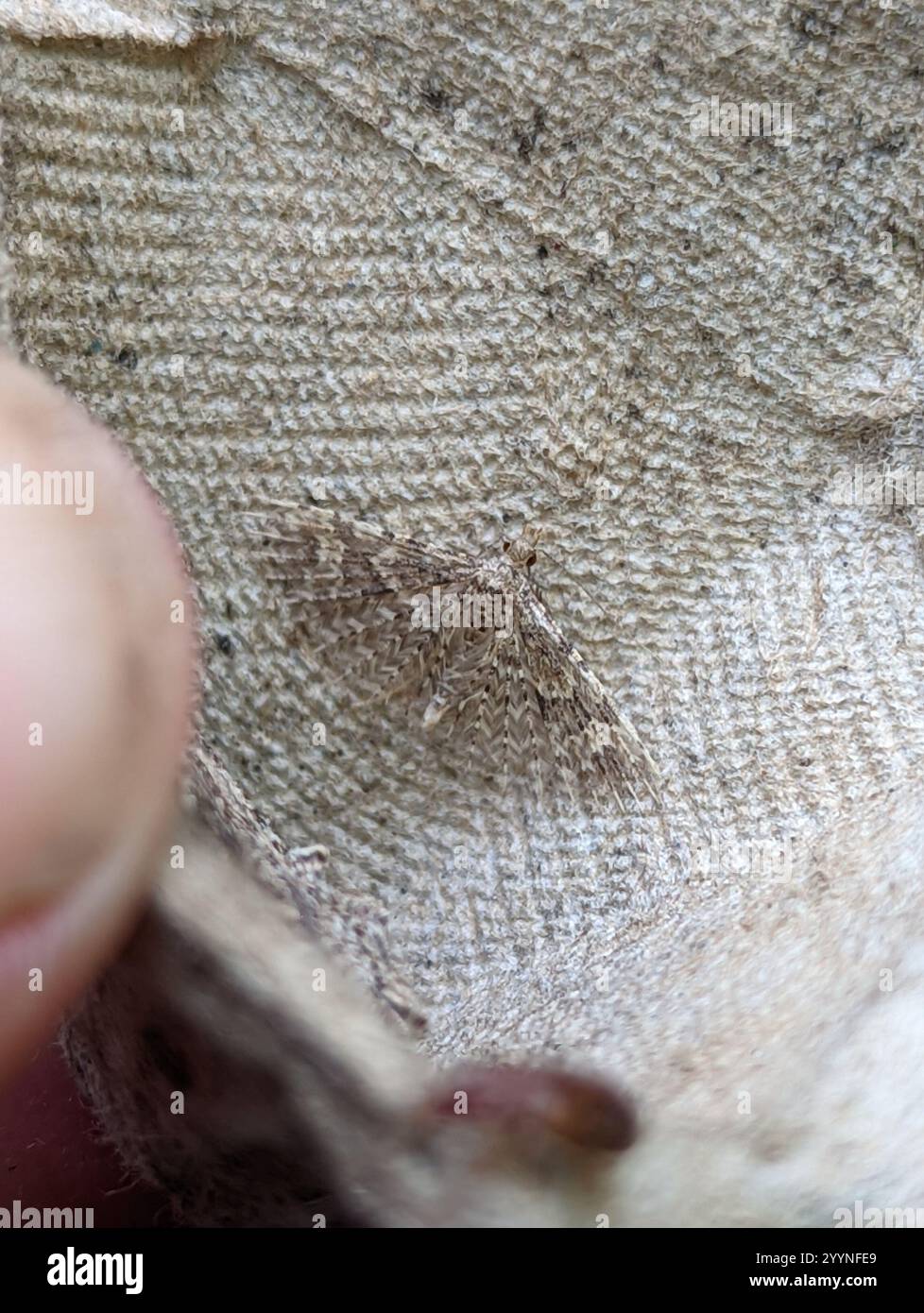 Twenty plume moth alucita hexadactyla hi-res stock photography and ...