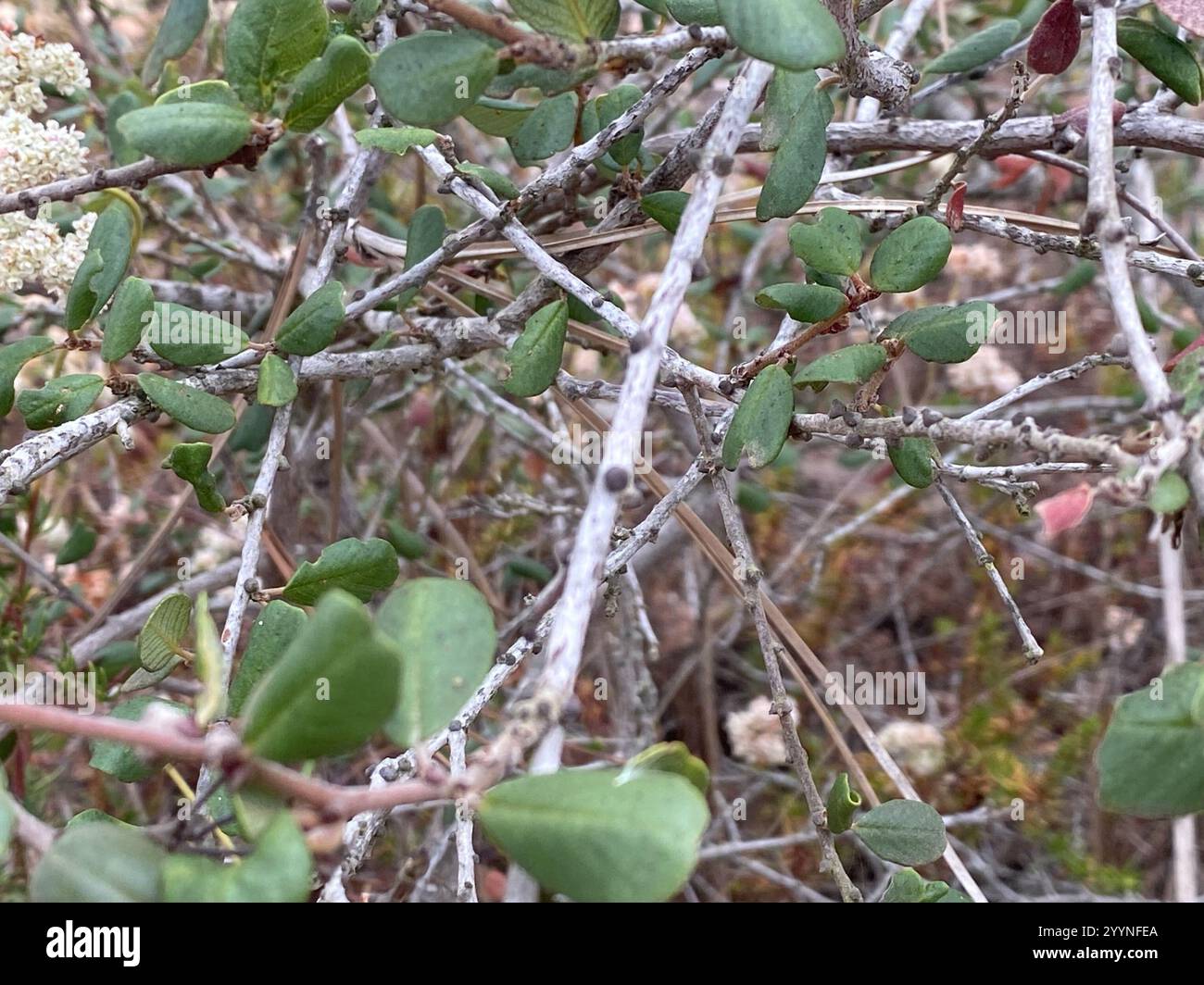 Wart-stemmed Ceanothus (Ceanothus verrucosus Stock Photo - Alamy