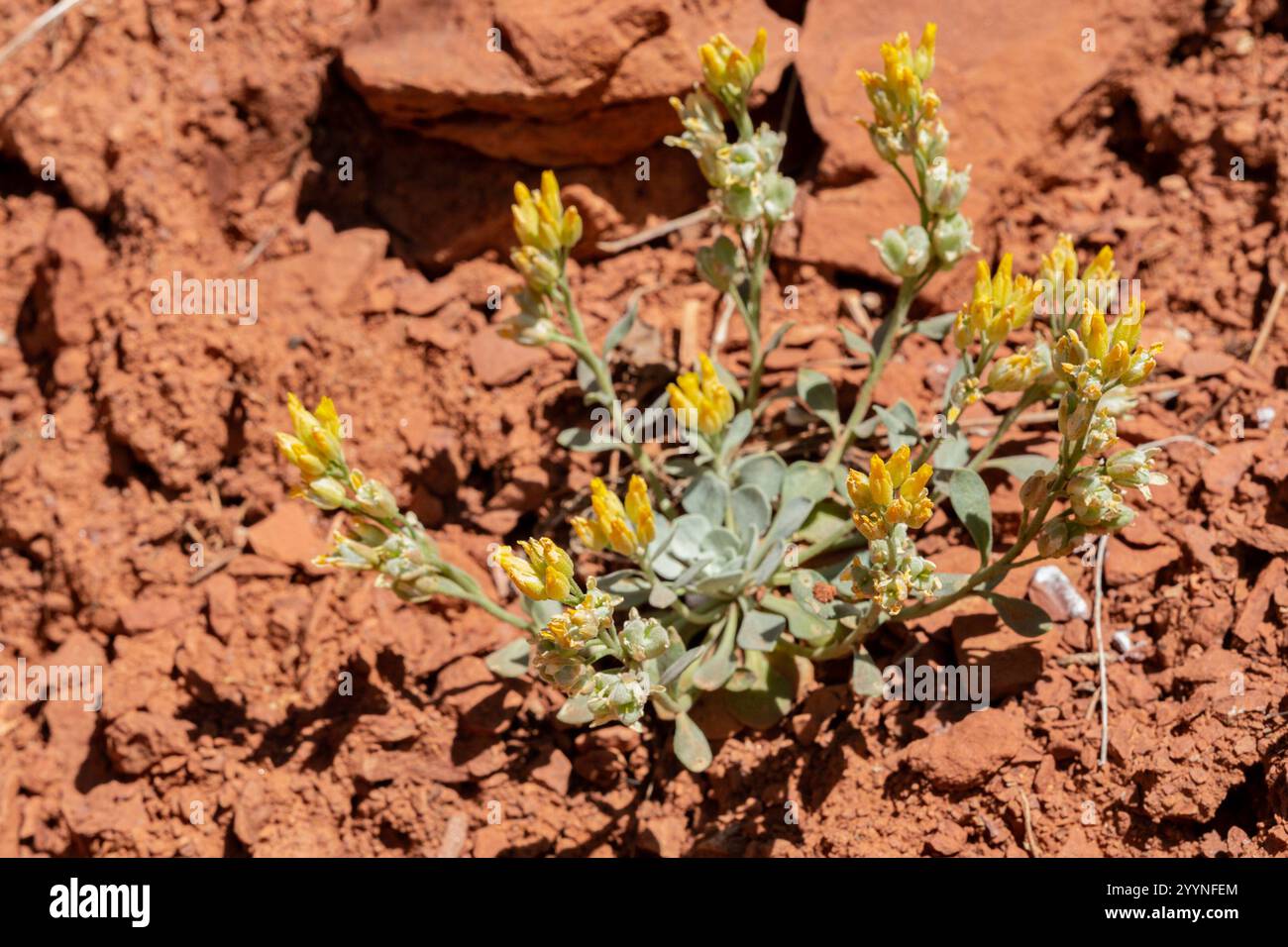 Double Bladderpod (Physaria acutifolia Stock Photo - Alamy