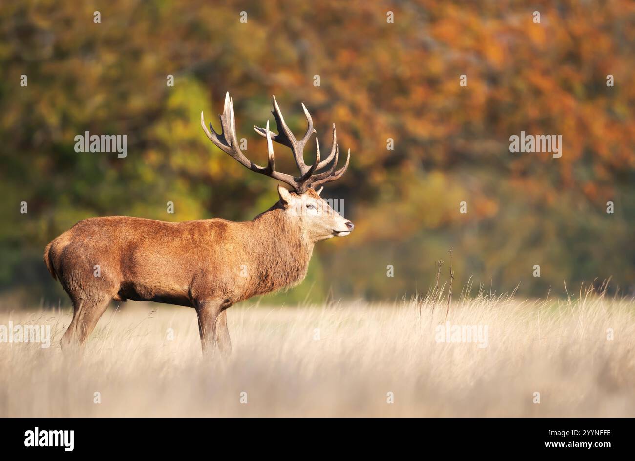 Red deer stag standing in grass during the rut in autumn, UK Stock ...