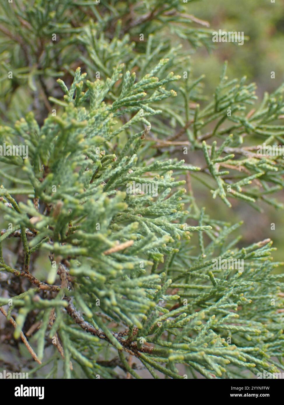 Rocky Mountain Juniper (Juniperus scopulorum Stock Photo - Alamy