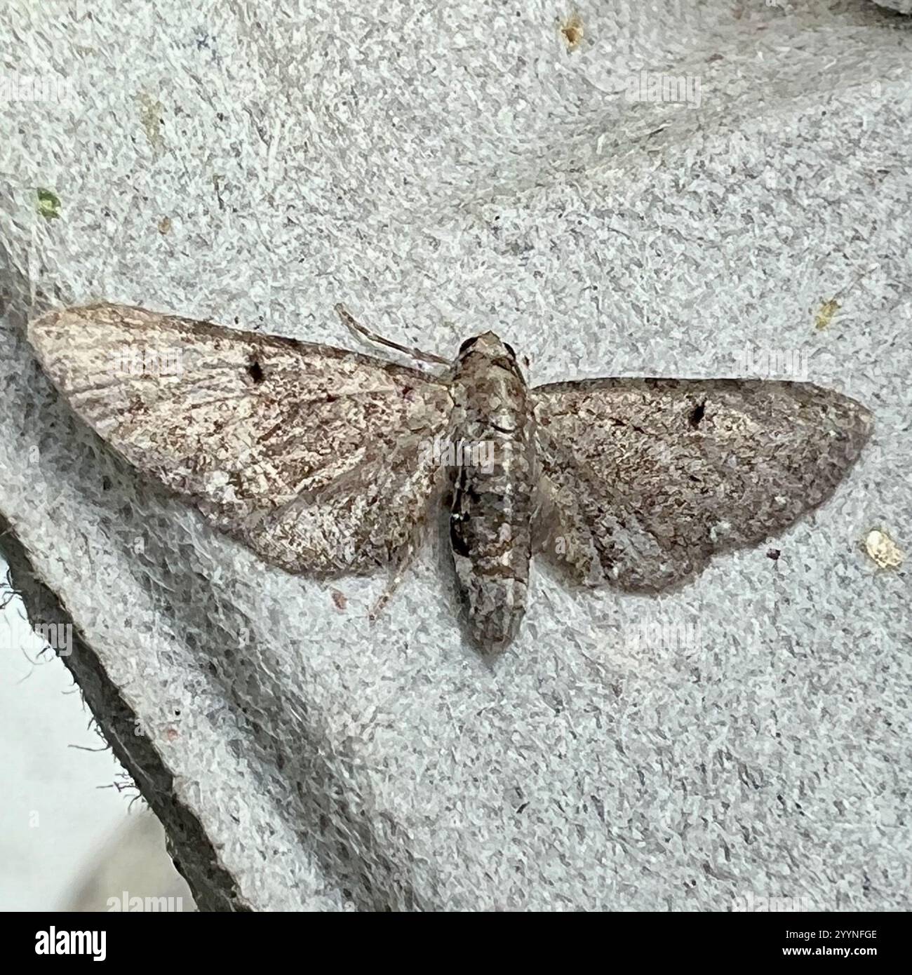 Common eupithecia hi-res stock photography and images - Alamy