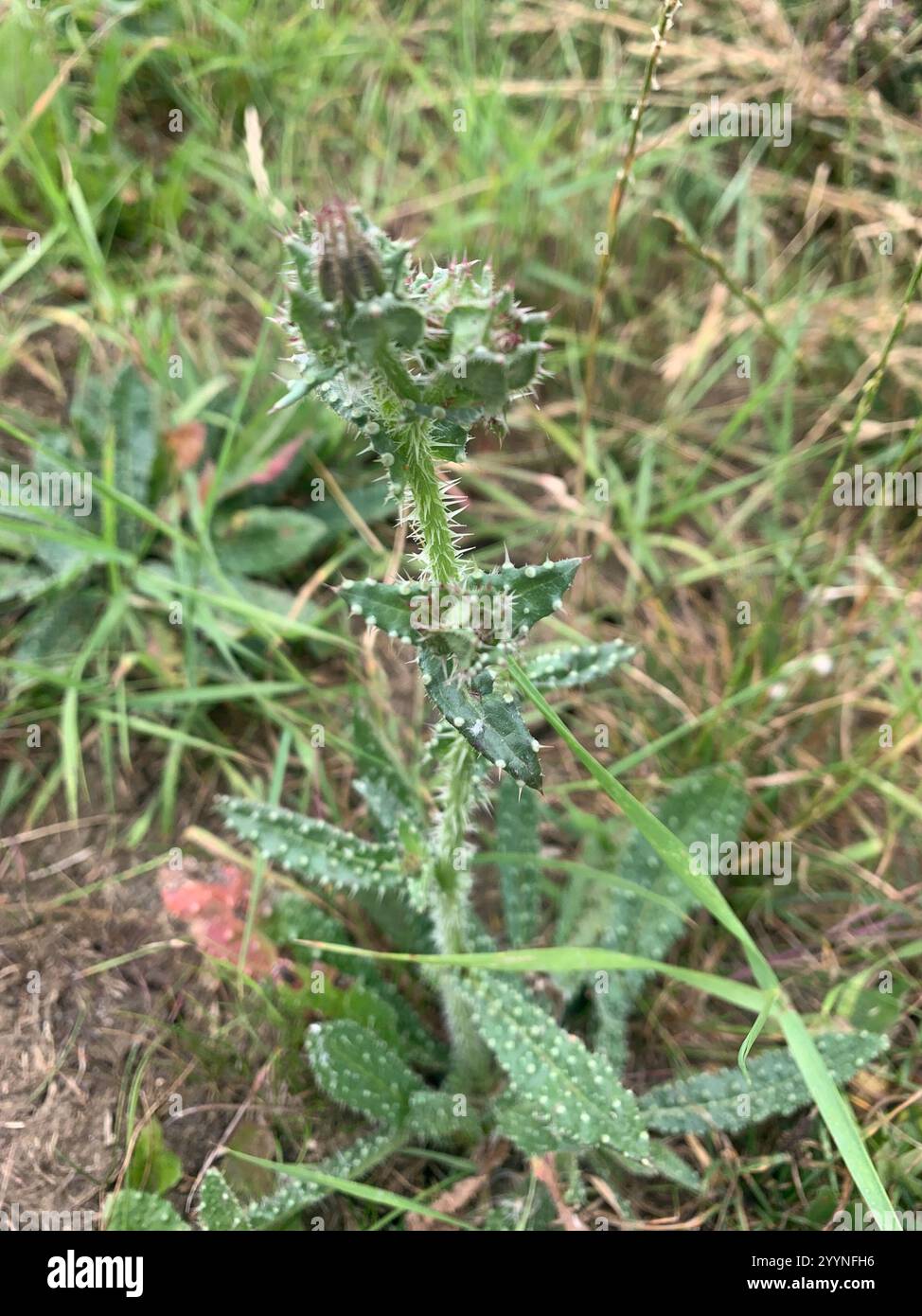 small bugloss (Anchusa arvensis Stock Photo - Alamy