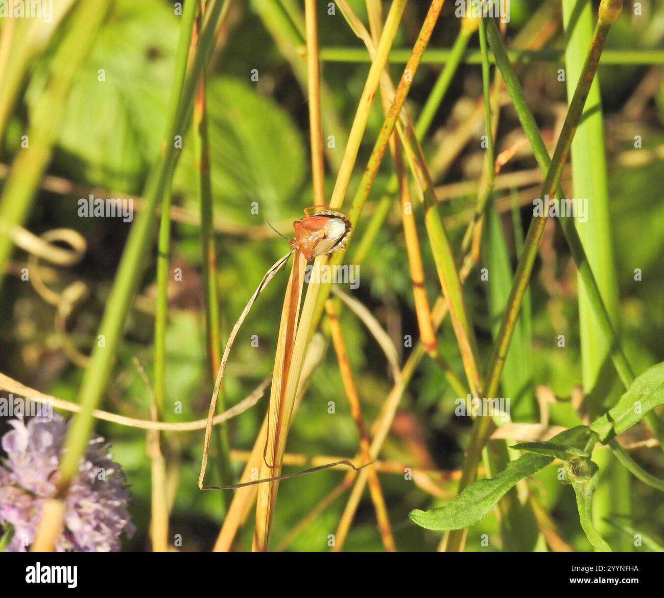 Black-shouldered Shieldbug (Carpocoris purpureipennis Stock Photo - Alamy