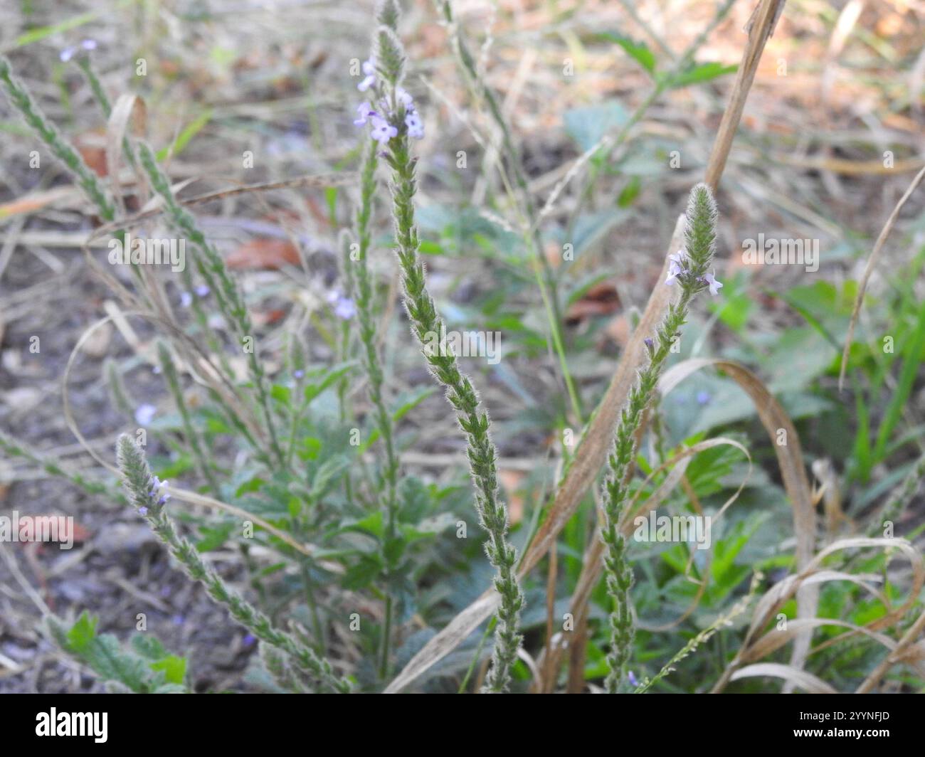 western vervain (Verbena lasiostachys Stock Photo - Alamy
