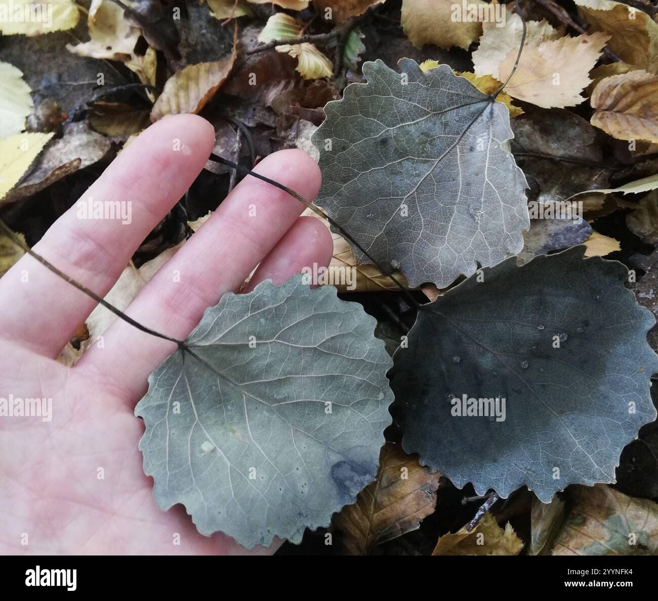 European aspen (Populus tremula Stock Photo - Alamy