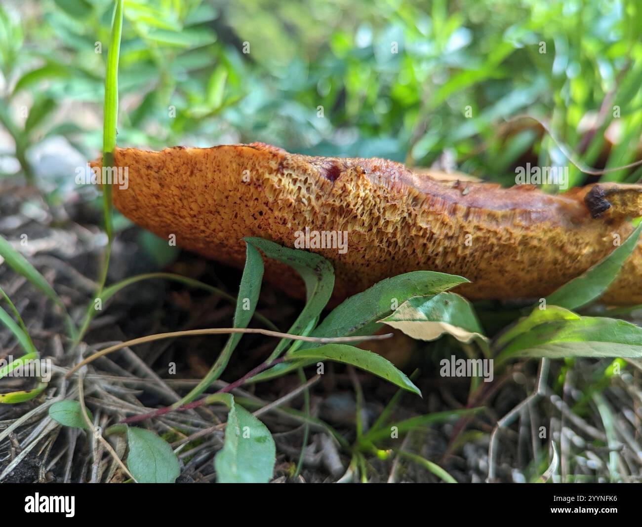 Western Painted Suillus (Suillus lakei Stock Photo - Alamy