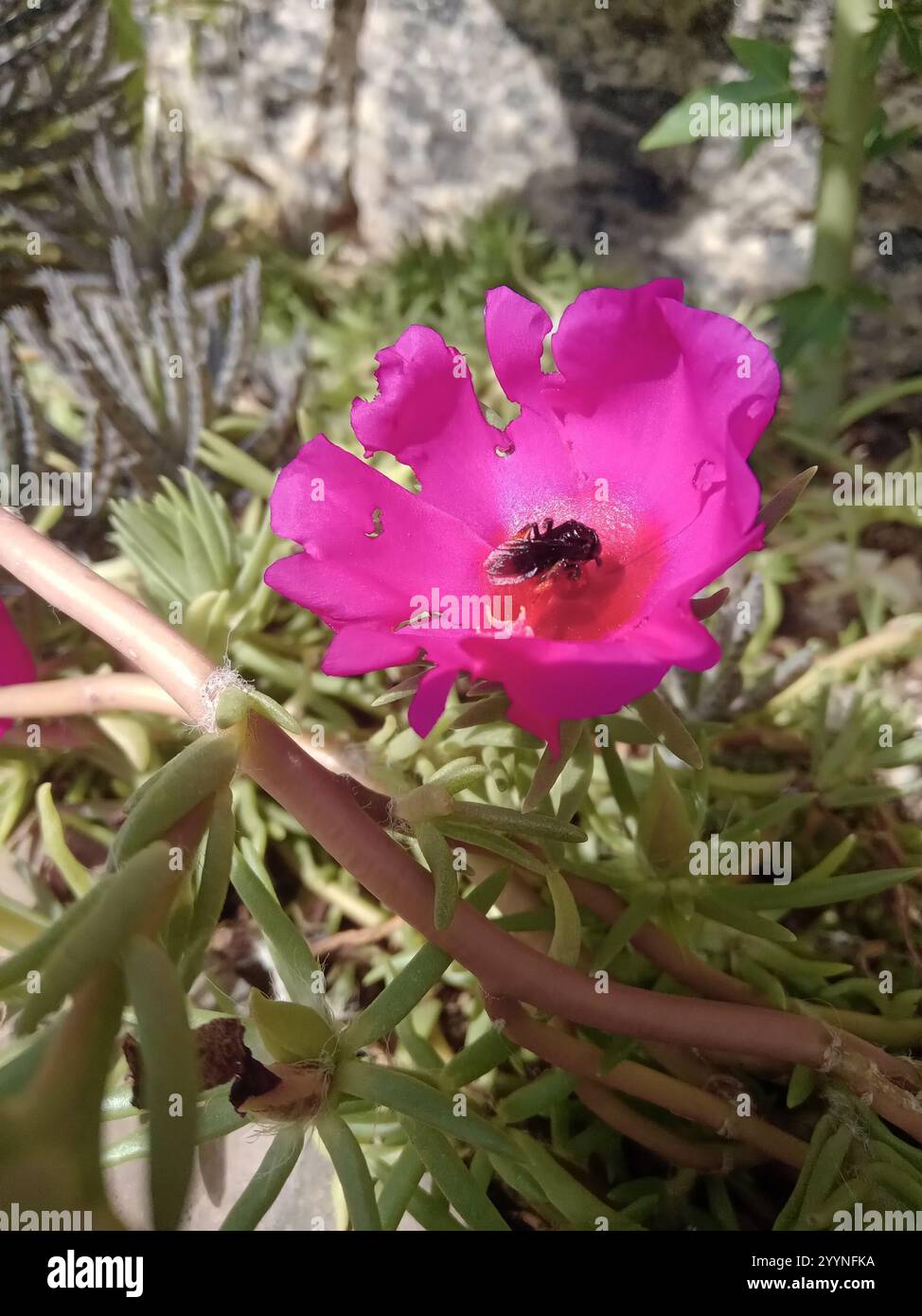 Spiny-legged Stingless bee (Trigona spinipes Stock Photo - Alamy