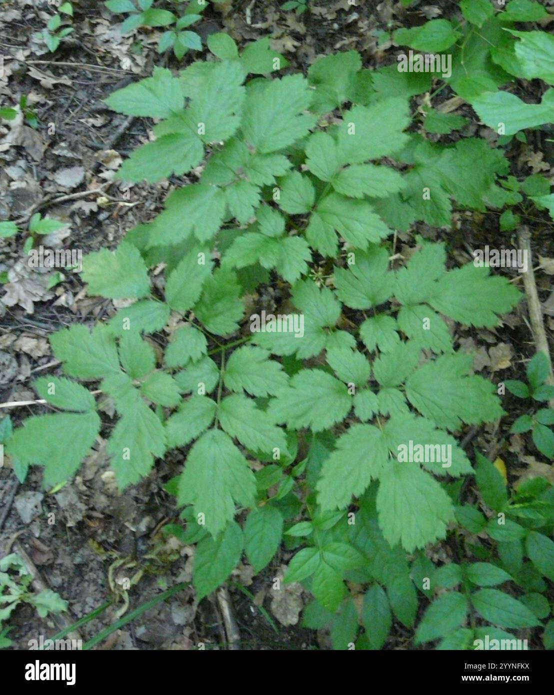 Eurasian baneberry (Actaea spicata Stock Photo - Alamy