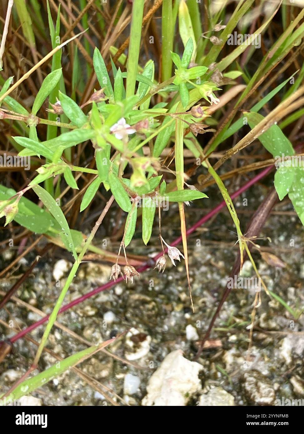 Old World Diamond Flower (Oldenlandia corymbosa Stock Photo - Alamy