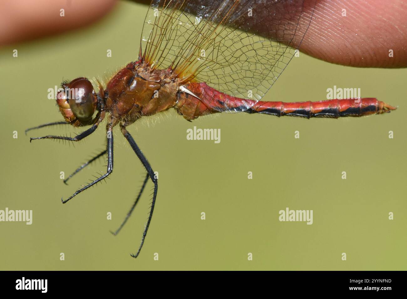 Cherry-faced Meadowhawk (Sympetrum internum Stock Photo - Alamy