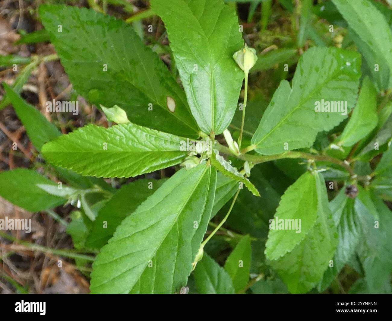 Cuban jute (Sida rhombifolia Stock Photo - Alamy