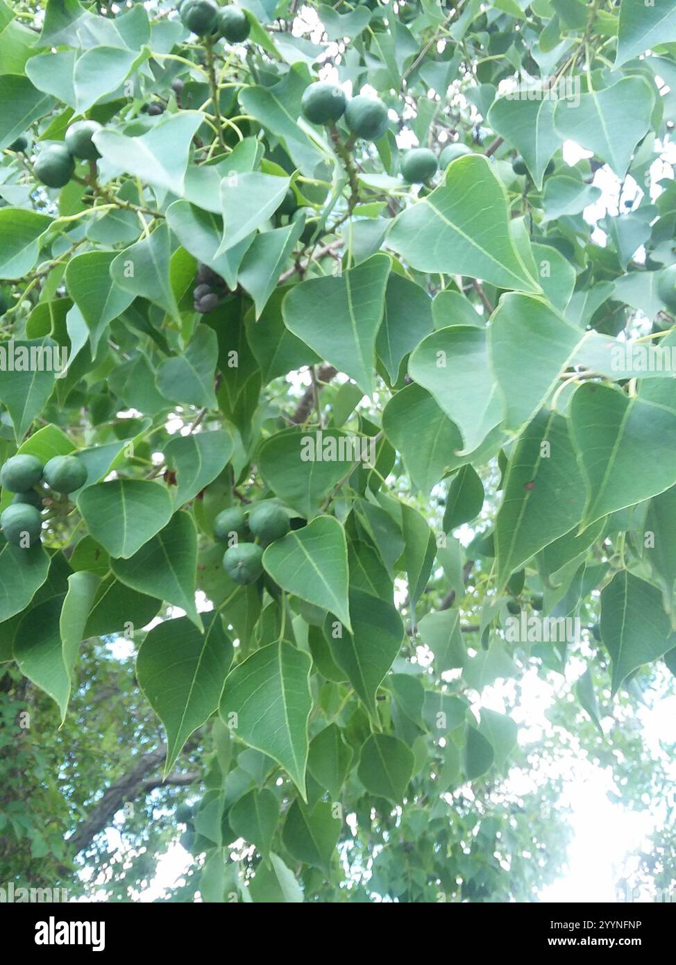 Chinese Tallow (Triadica sebifera Stock Photo - Alamy
