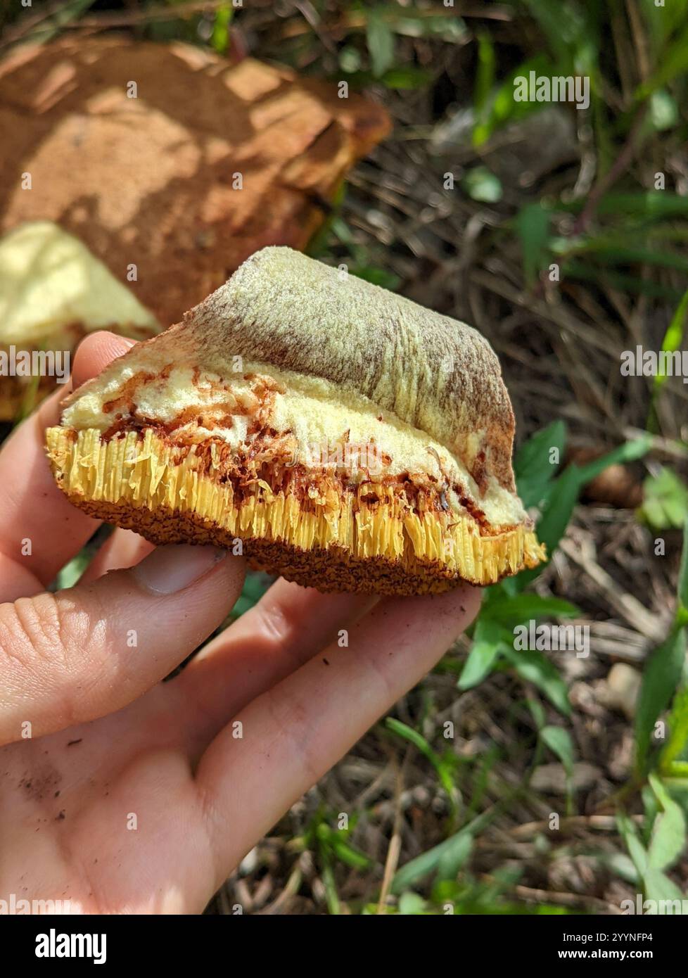 Western Painted Suillus (Suillus lakei Stock Photo - Alamy