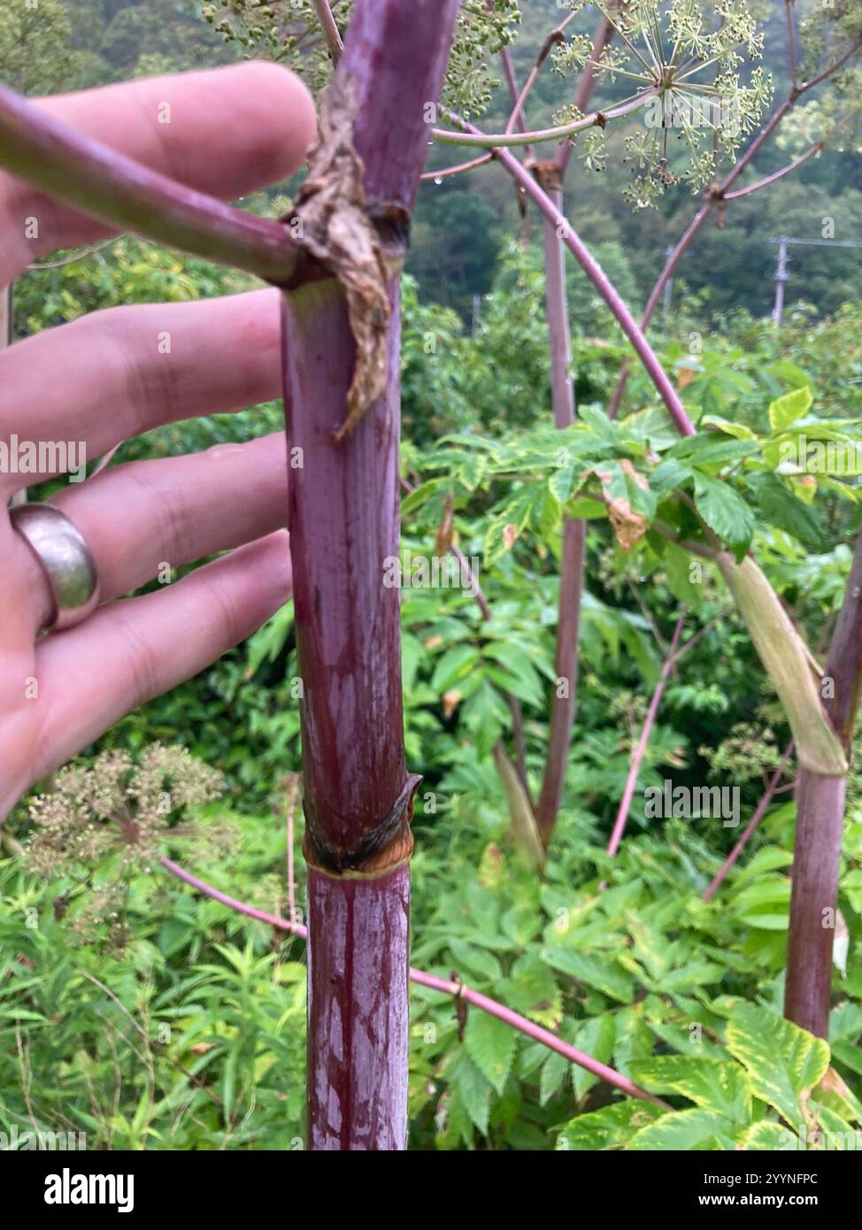 purple-stemmed angelica (Angelica atropurpurea Stock Photo - Alamy