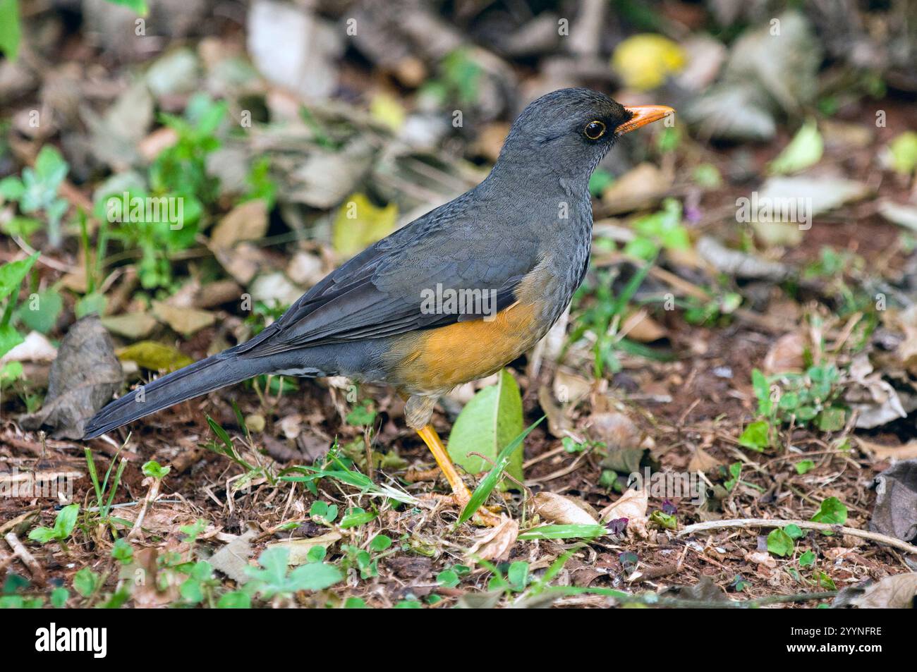 Olive thrush (Turdus olivaceus) from Nairobi, Kenya Stock Photo - Alamy