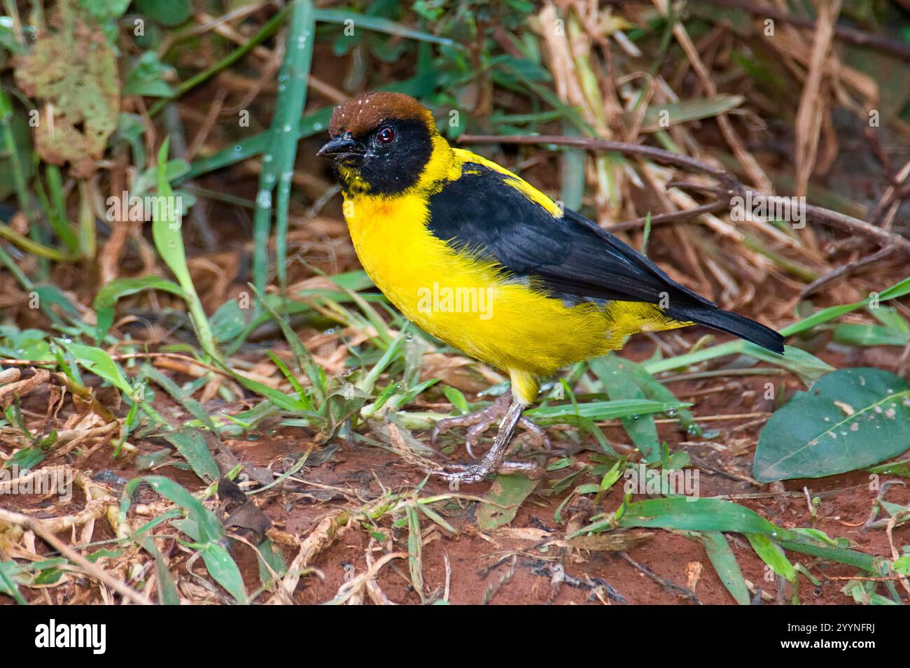 Brown-capped weaver (Ploceus insignis, male) from Aberdare Forest ...