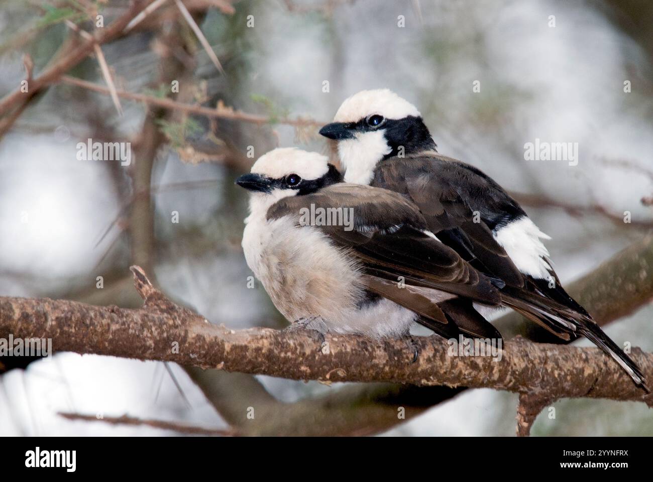 Pair of Southern white-crowned shrike (Eurocephalus anguitimens) from ...