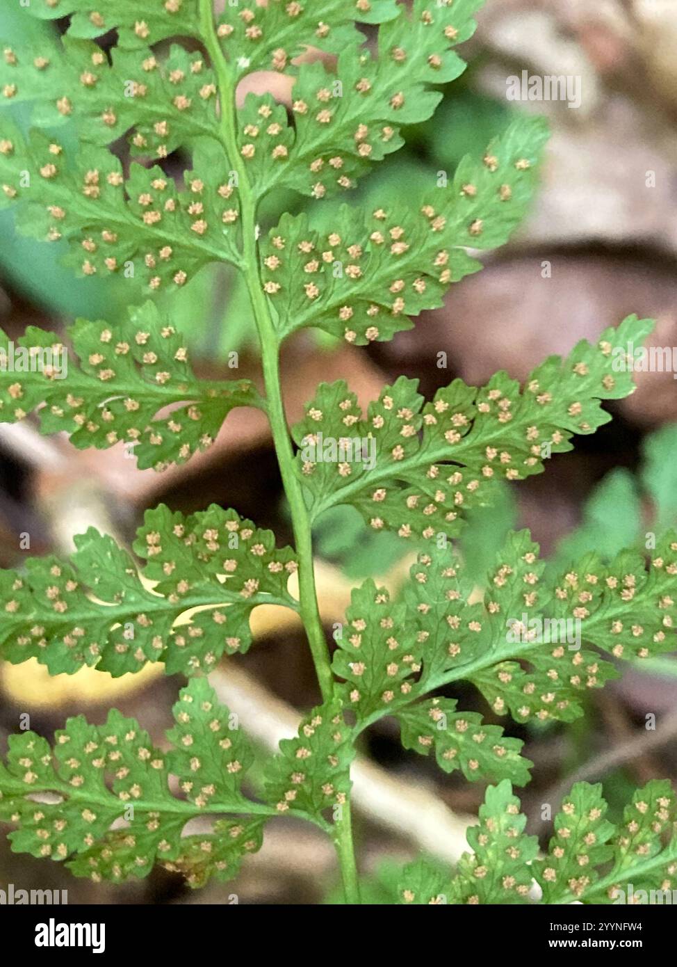 fragile ferns (Cystopteris Stock Photo - Alamy