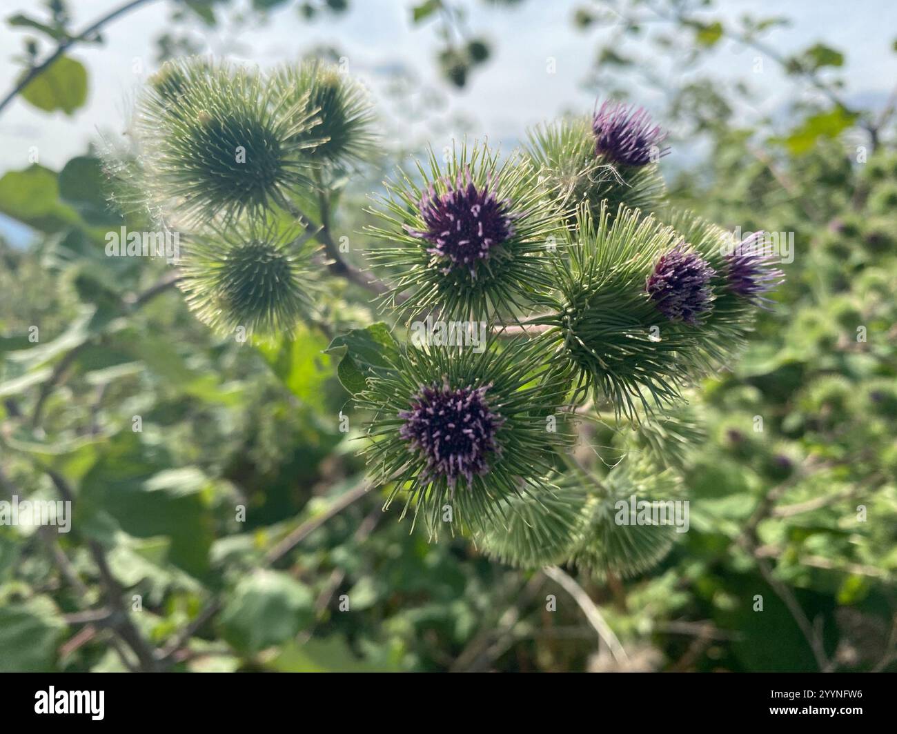 greater burdock (Arctium lappa Stock Photo - Alamy