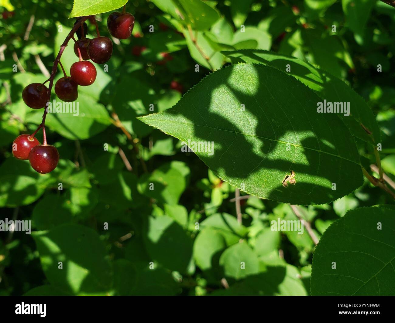 chokecherry (Prunus virginiana Stock Photo - Alamy